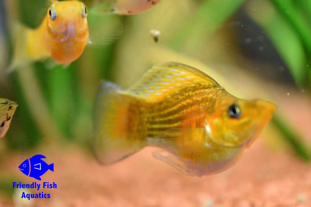 Balloon Mollies for Sale in Harlow - Friendly Fish Aquatics