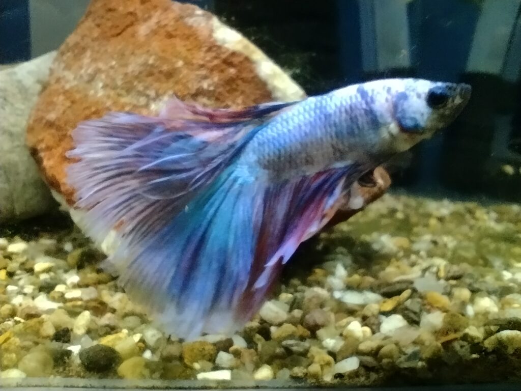 Super Delta Betta for Sale in Harlow - Friendly Fish Aquatics