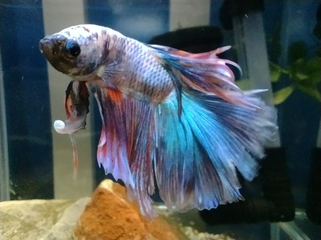 Super Delta Betta for Sale in Harlow - Friendly Fish Aquatics