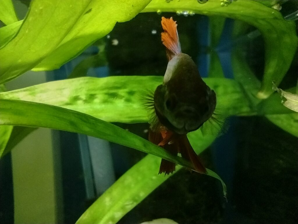 Super Delta Betta for Sale in Harlow - Friendly Fish Aquatics