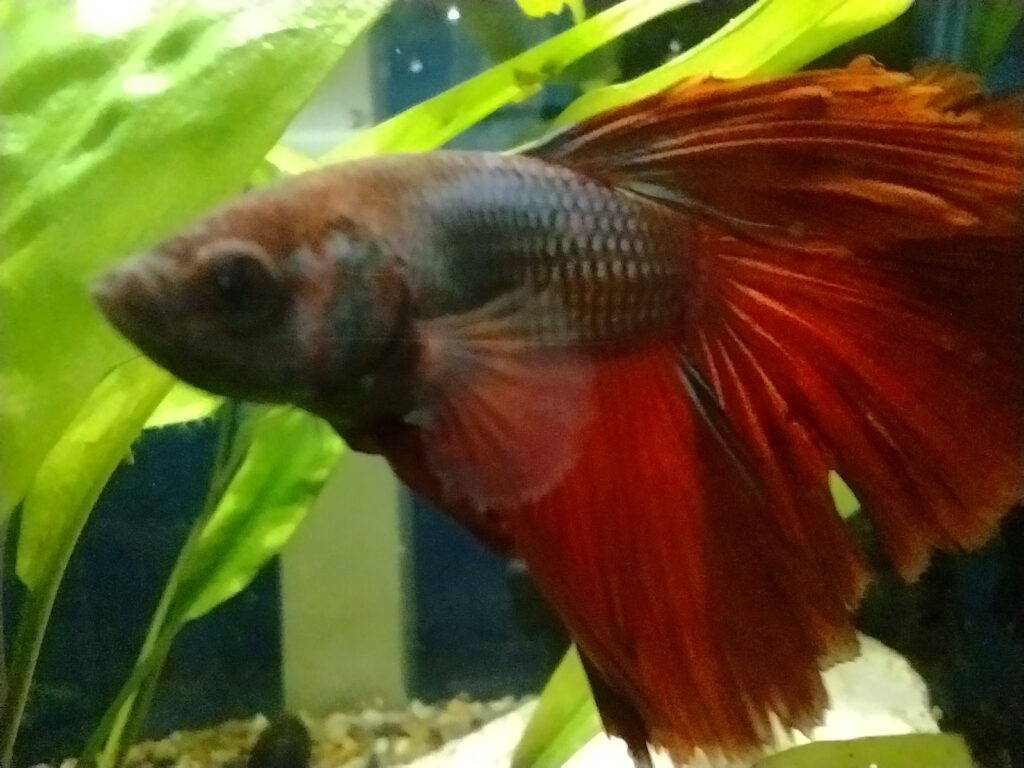 Super Delta Betta for Sale in Harlow - Friendly Fish Aquatics