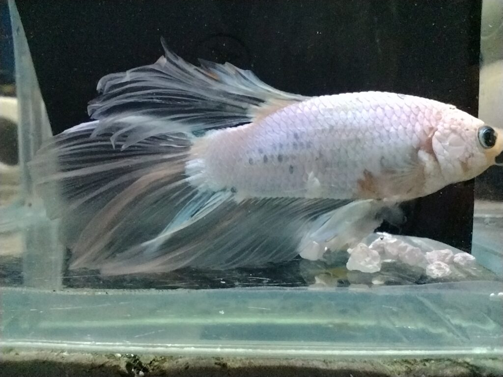 Super Delta Betta for Sale in Harlow - Friendly Fish Aquatics