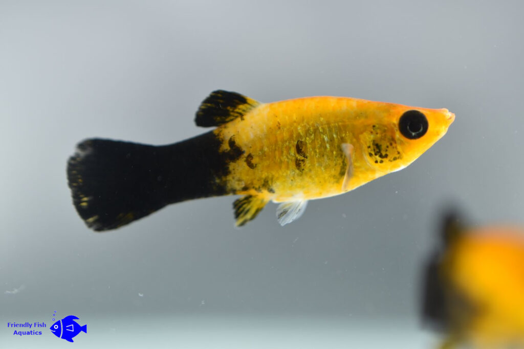 Black and Gold Molly for Sale in Harlow - Friendly Fish Aquatics