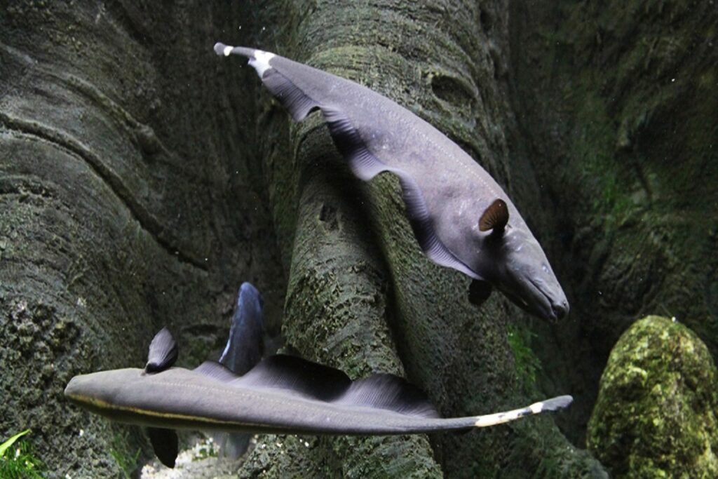 Ghost Knife Fish for Sale in Harlow - Friendly Fish Aquatics