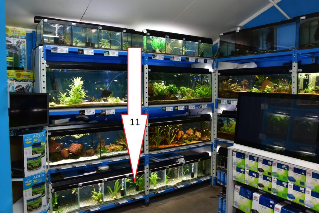 Blue Ribbon Guppy - Friendly Fish Aquatics
