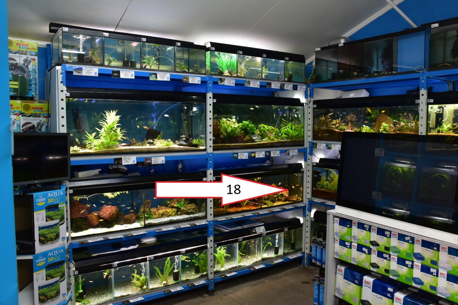 Endlers (Mixed Colours) - Friendly Fish Aquatics