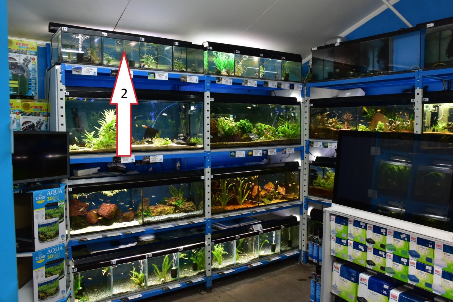 Silver Hatchet Fish - Friendly Fish Aquatics