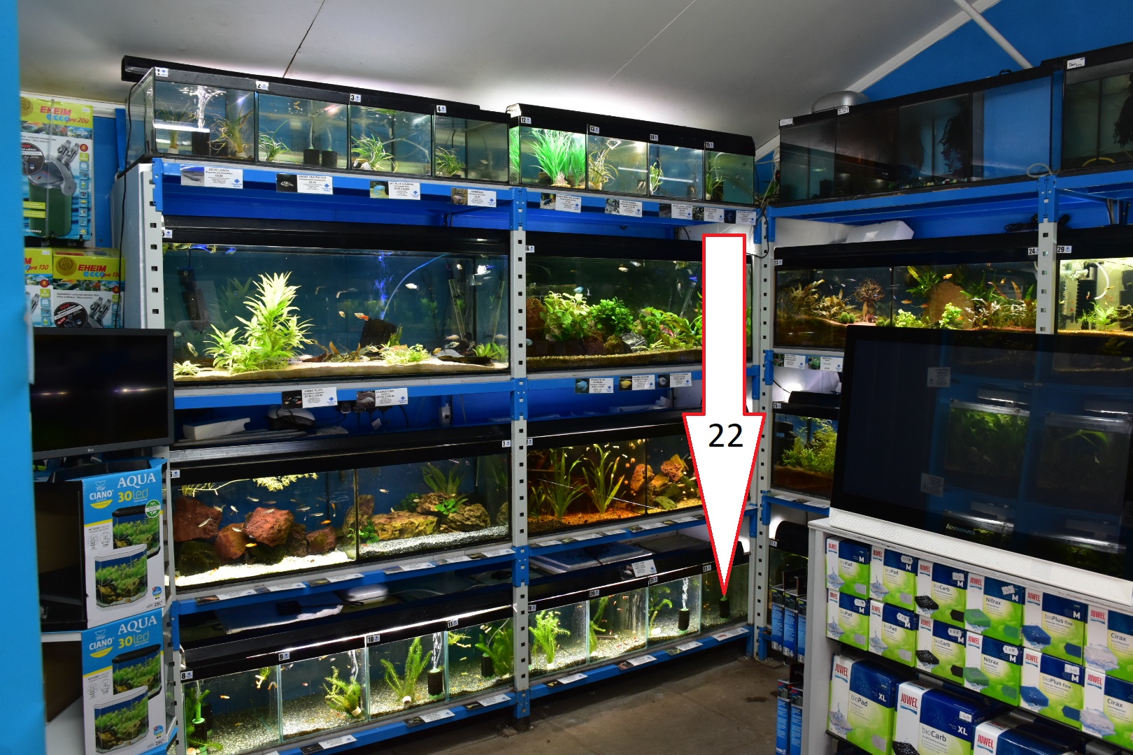 Giant Columbian Ramshorn Snail - Friendly Fish Aquatics