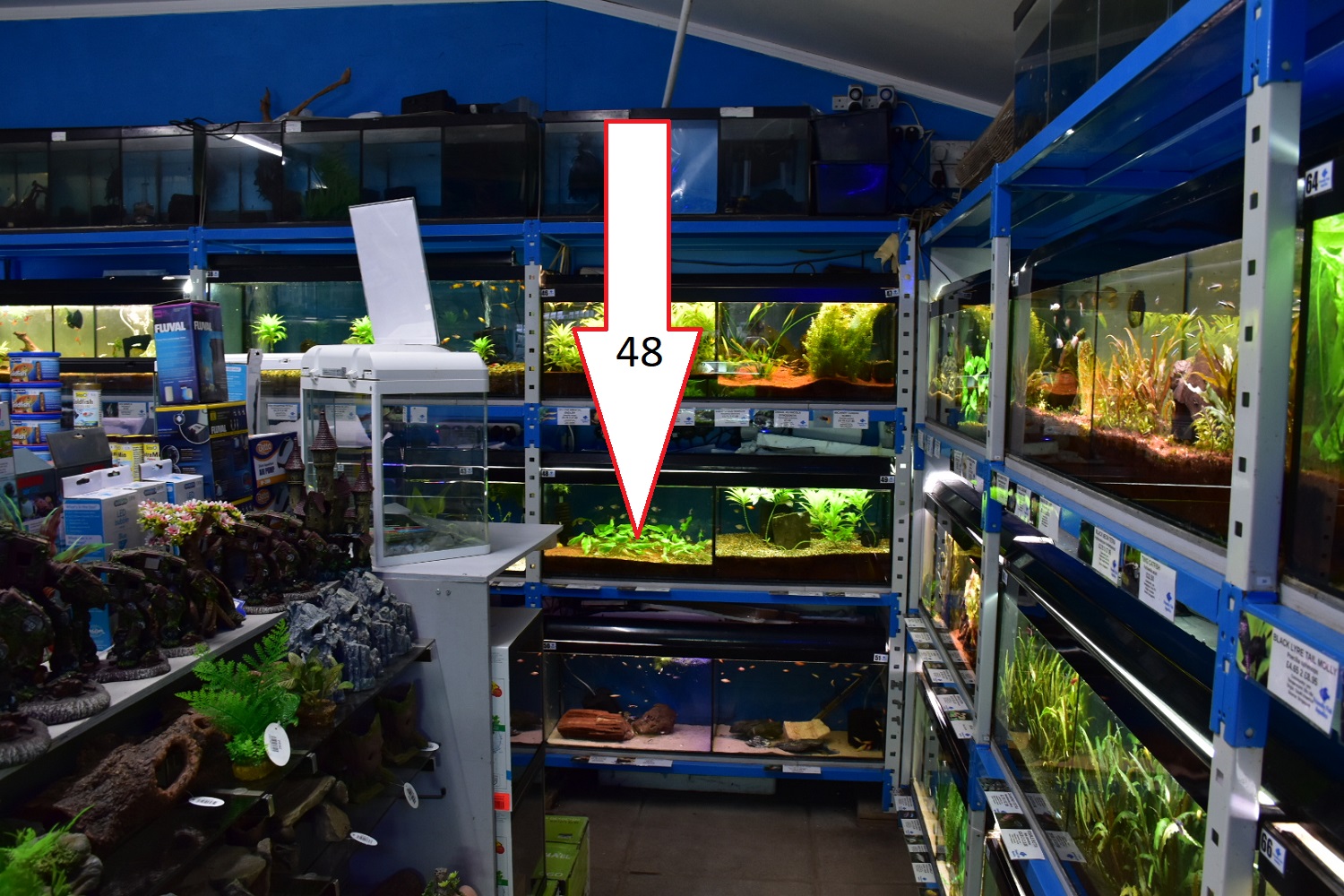 Neon Red Guppy - Friendly Fish Aquatics