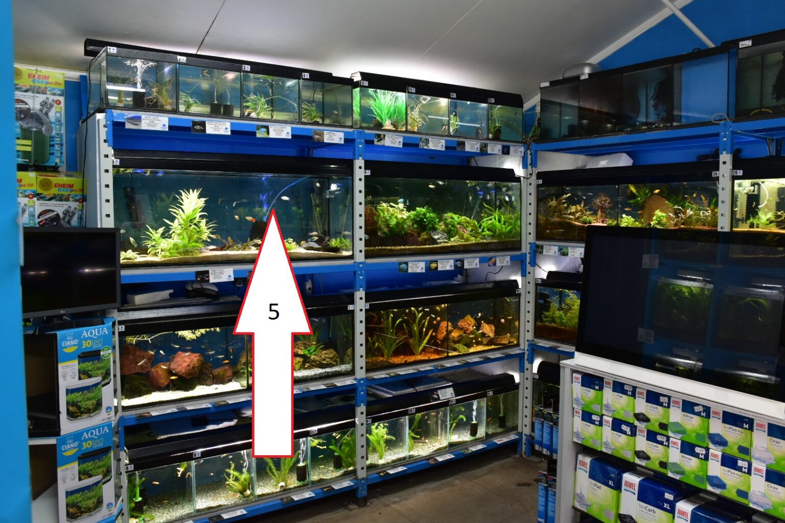 Black Cory for Sale in Harlow - Friendly Fish Aquatics