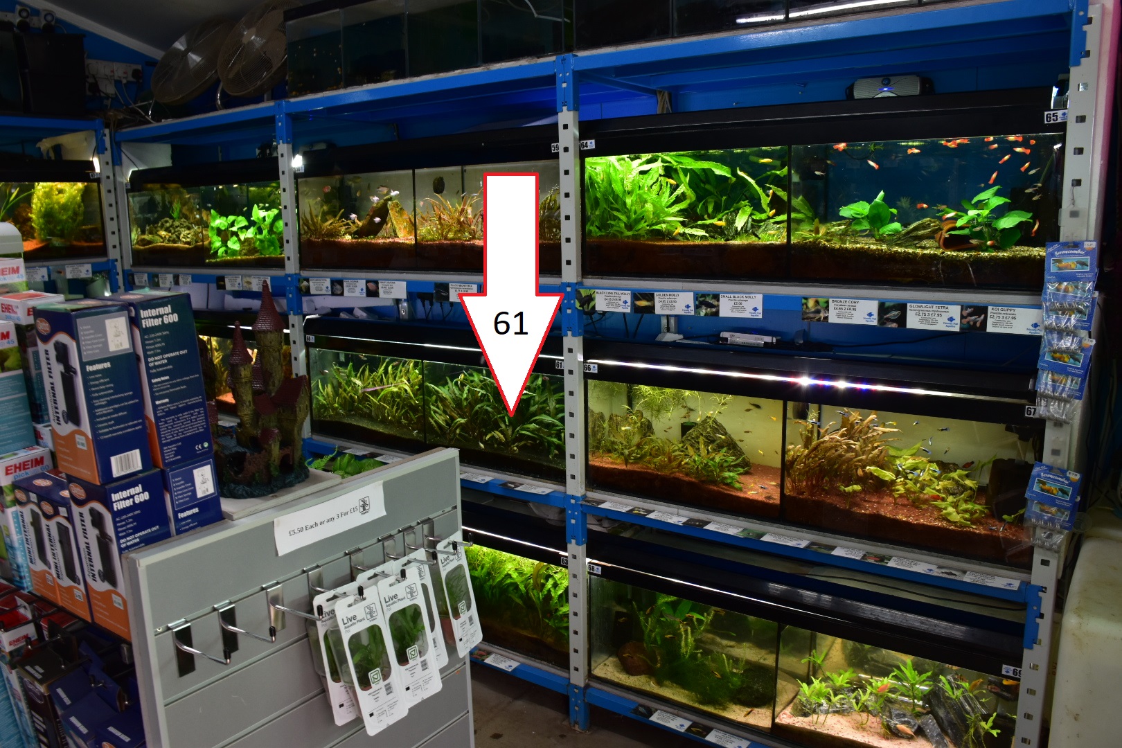 Female Red Cap Guppy - Friendly Fish Aquatics