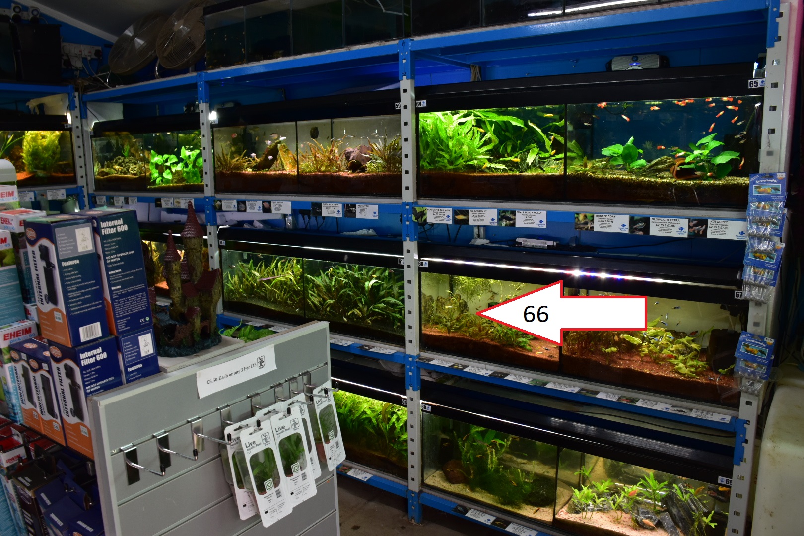 Neon Blue Dwarf Gourami for Sale in Harlow - Friendly Fish