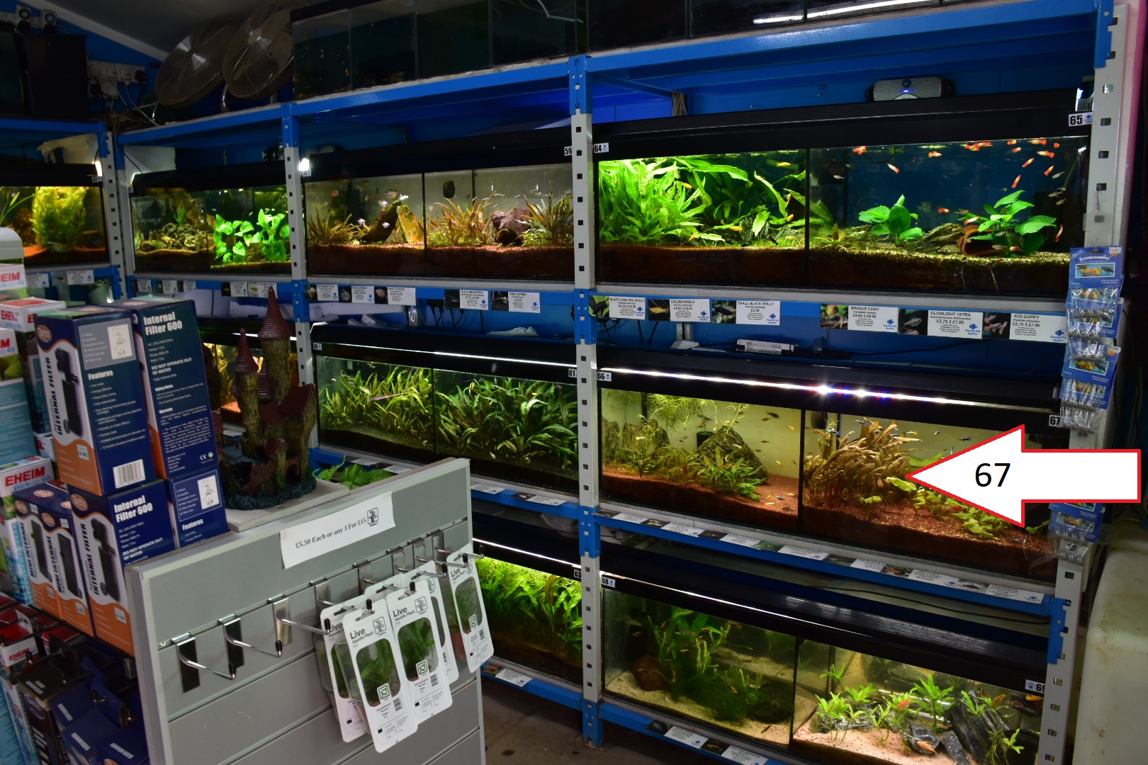 Yellow Phantom Tetra for Sale in Harlow - Friendly Fish Aquatics