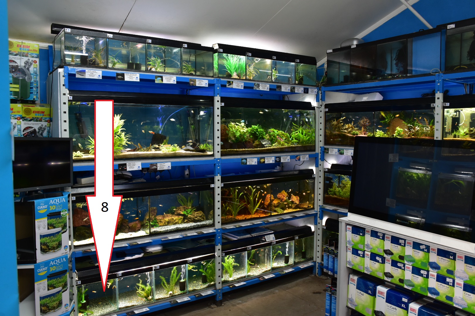Female Guppy for Sale in Harlow-Friendly Fish Aquatics