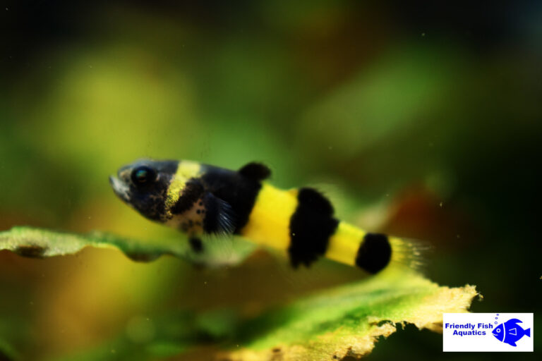 Bumblebee Goby for Sale – Friendly Fish Harlow, Essex