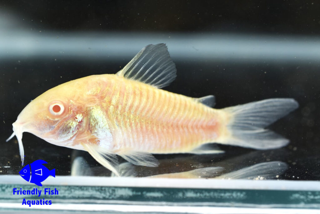 Albino Cory for Sale in Harlow - Friendly Fish Aquatics