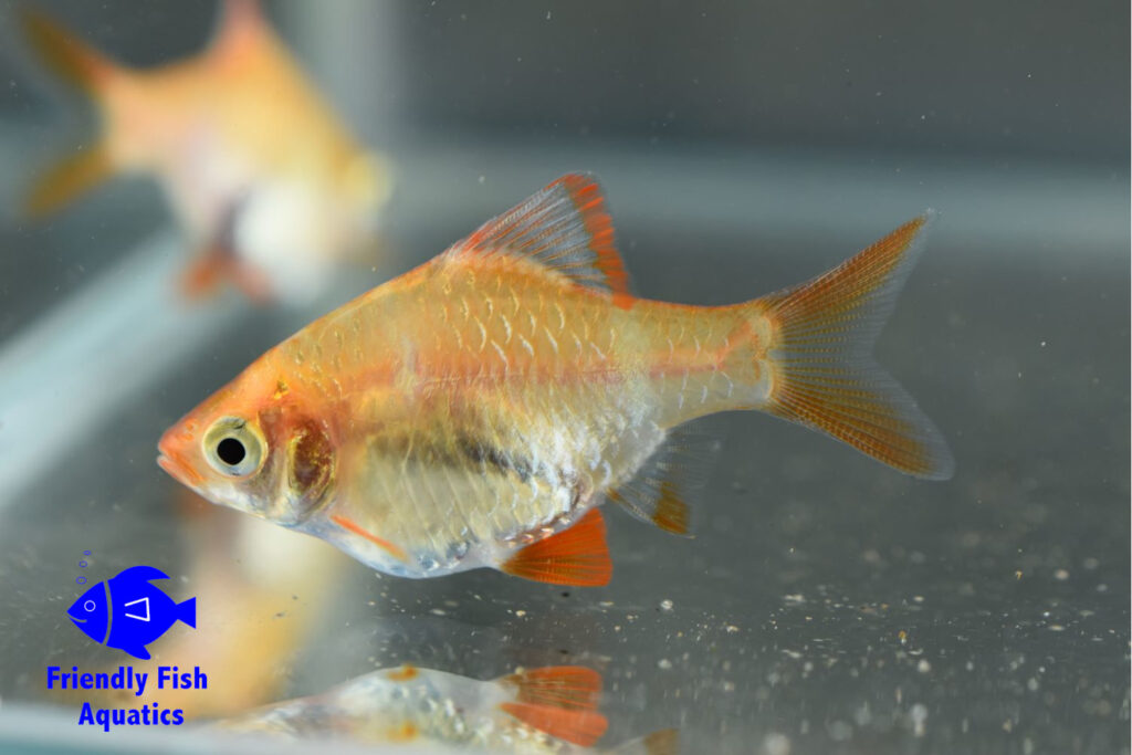 Albino Tiger Barb for Sale in Harlow - Friendly Fish Aquatics