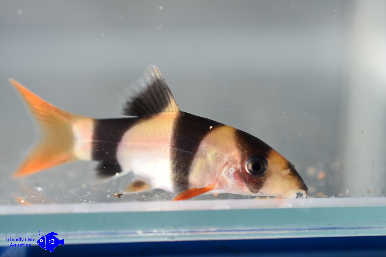 Large Clown Loach - Friendly Fish Aquatics