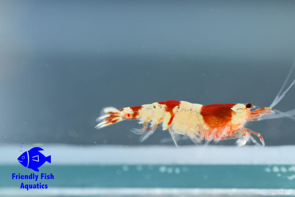 Crystal Shrimp for Sale in Harlow - Friendly Fish Aquatics