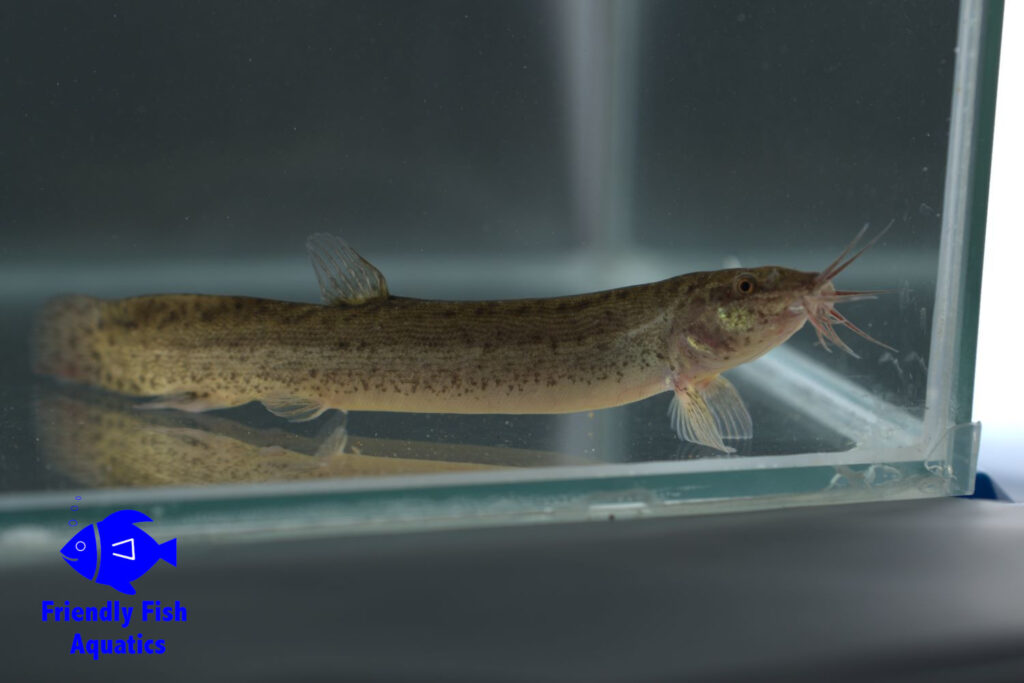 Weather Loach for Sale in Harlow - Friendly Fish Aquatics