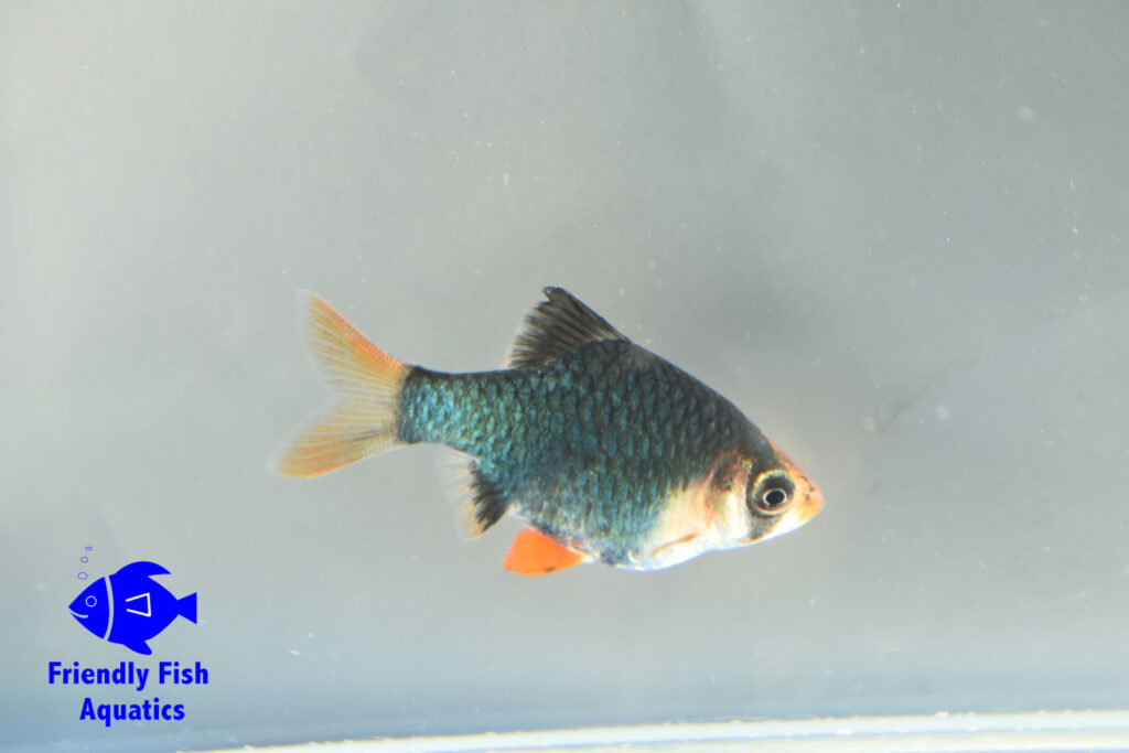 Green Tiger Barb for Sale in Harlow - Friendly Fish Aquatics