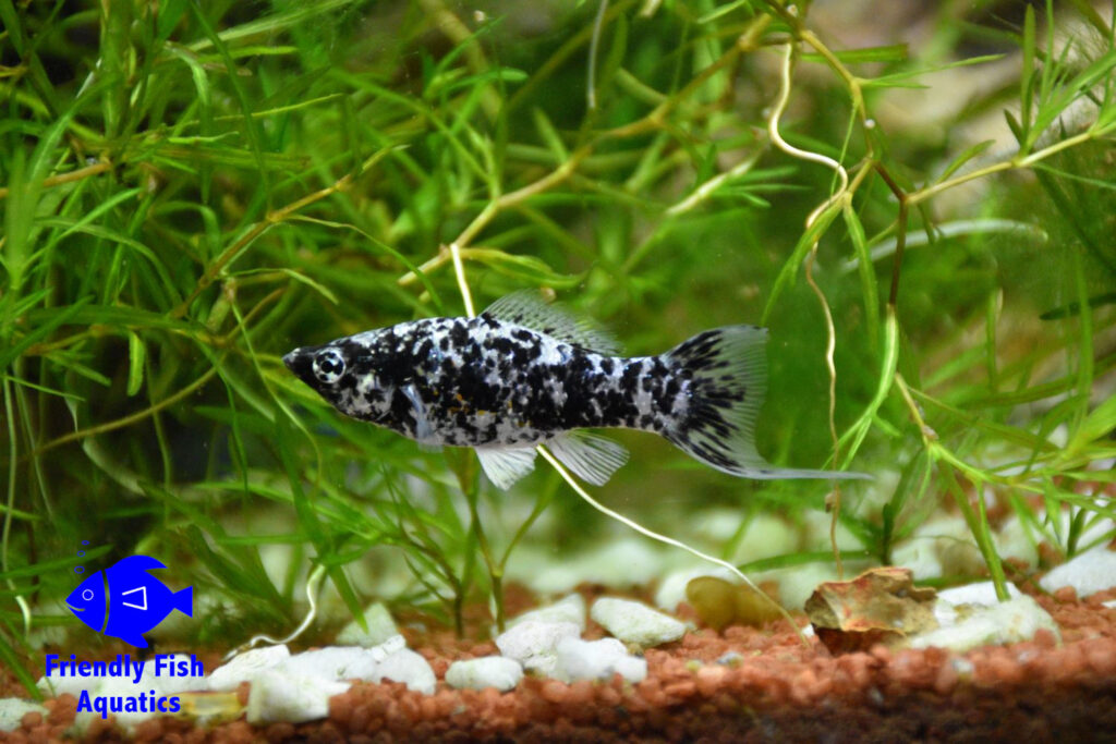 Black and Gold Molly for Sale in Harlow - Friendly Fish Aquatics