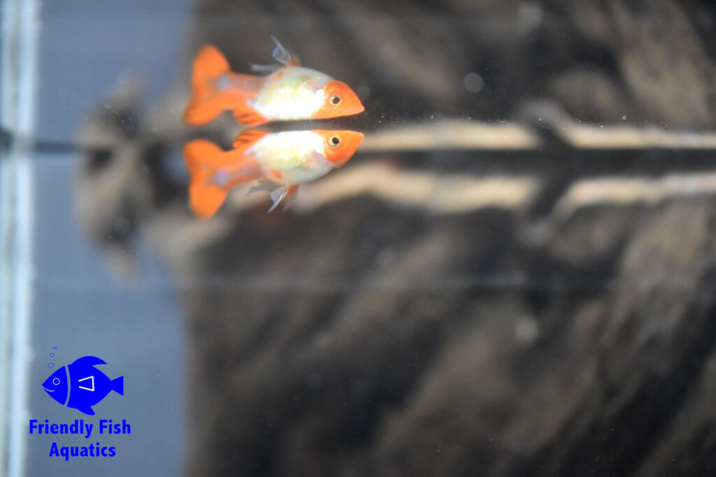 Red Cap Guppy - Friendly Fish Aquatics