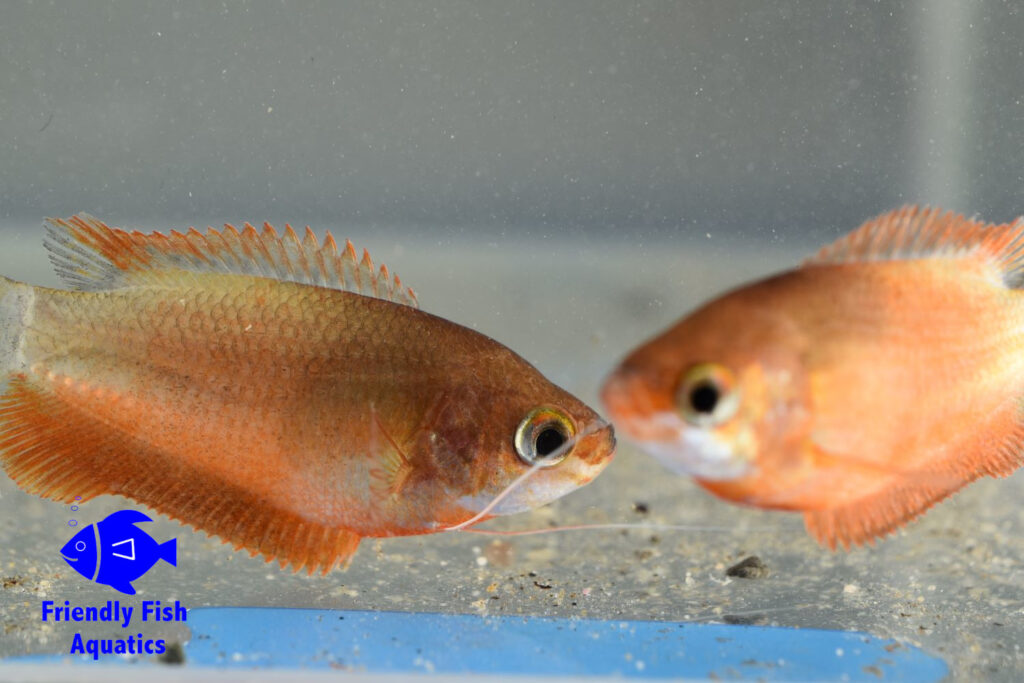 Honey Red Gourami for Sale in Harlow - Friendly Fish Aquatics