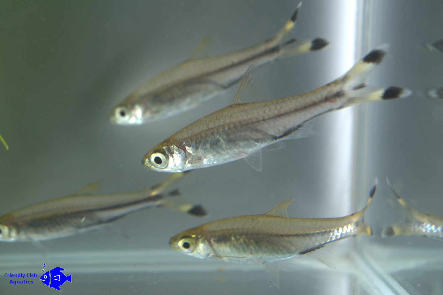 Scissortail Rasbora - Friendly Fish Aquatics