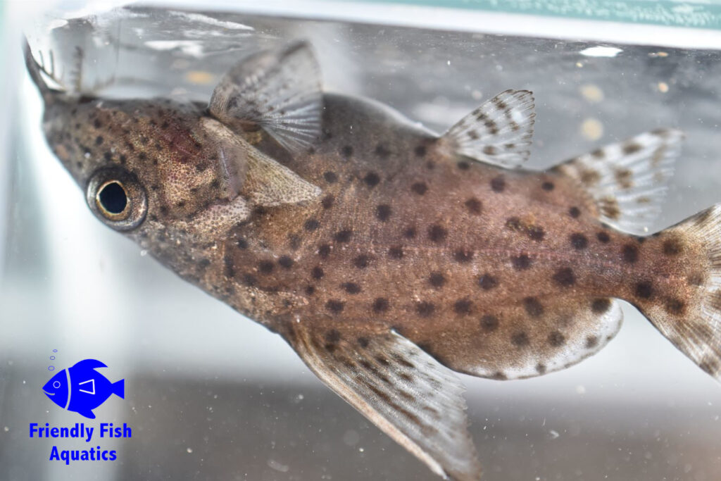 Upside-Down Catfish for Sale in Harlow - Friendly Fish Aquatics