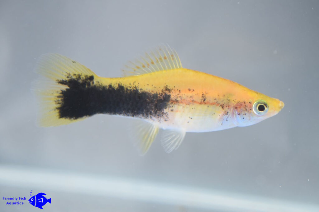 Yellow Swordtail for Sale in Harlow - Friendly Fish Aquatics