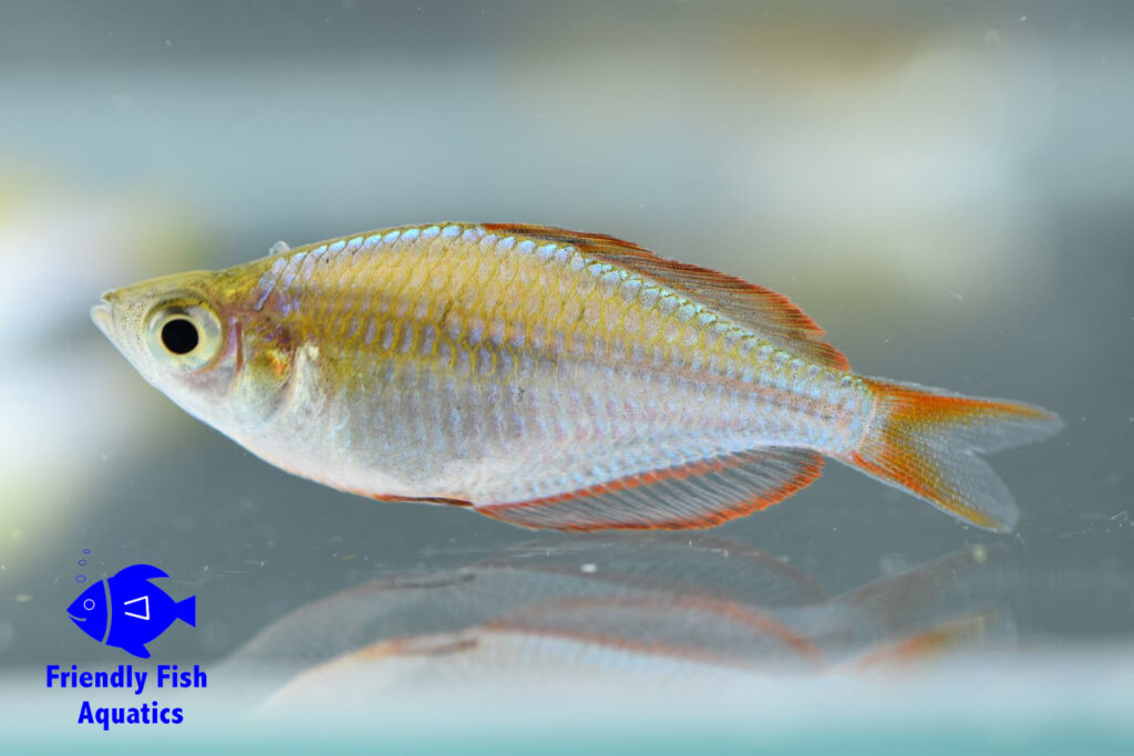 Neon Dwarf Rainbow for Sale in Harlow - Friendly Fish Aquatics