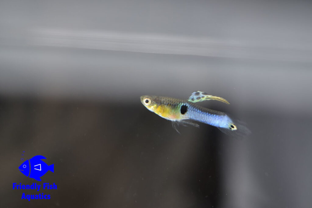 Blue Endler for Sale in Harlow - Friendly Fish Aquatics