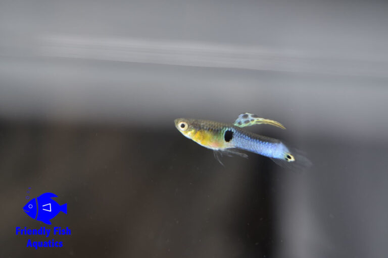 Blue Endler for Sale in Harlow - Friendly Fish Aquatics
