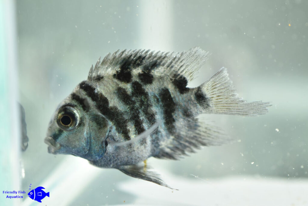 Blue Tiger Parrot for Sale in Harlow - Friendly Fish Aquatics