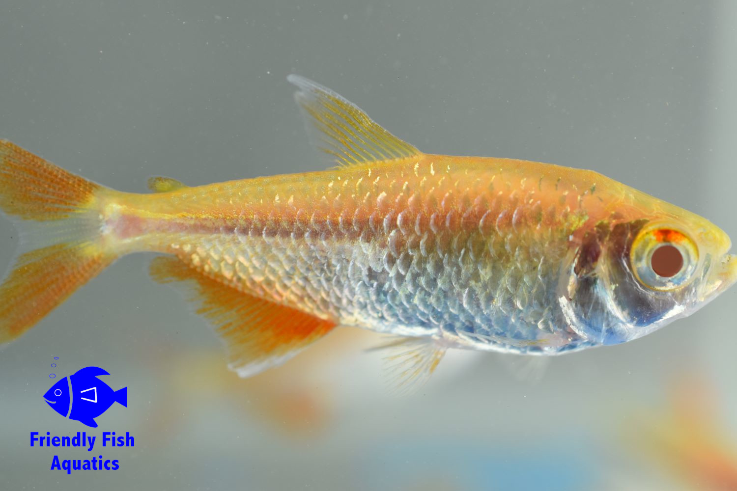 Buenos Aires Tetra for Sale in Harlow - Friendly Fish Aquatics