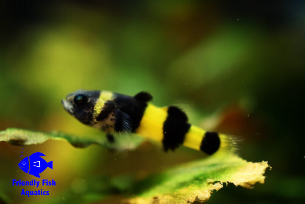 Bumblebee Goby for Sale in Harlow - Friendly Fish Aquatics