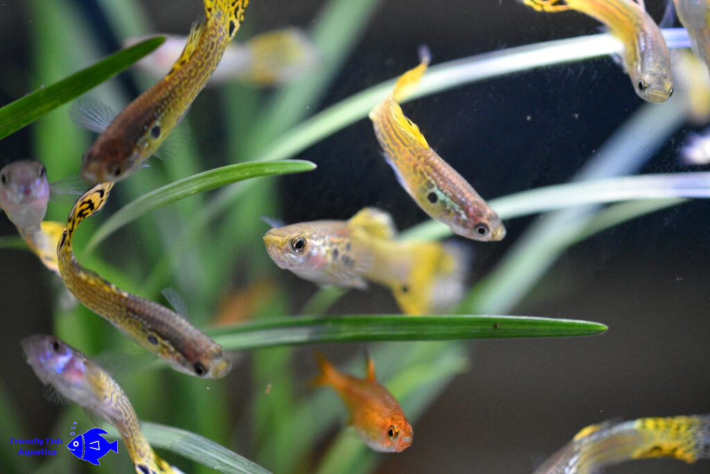 Yellow Cobra Guppy for Sale in Harlow - Friendly Fish Aquatics
