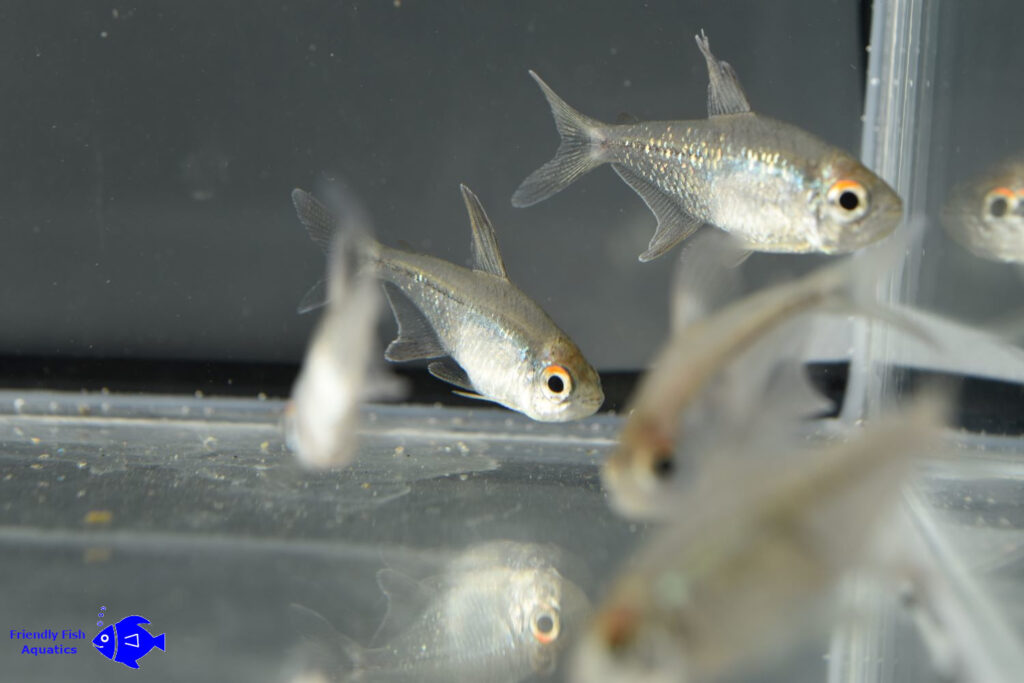 Diamond Tetra for Sale in Harlow - Friendly Fish Aquatics