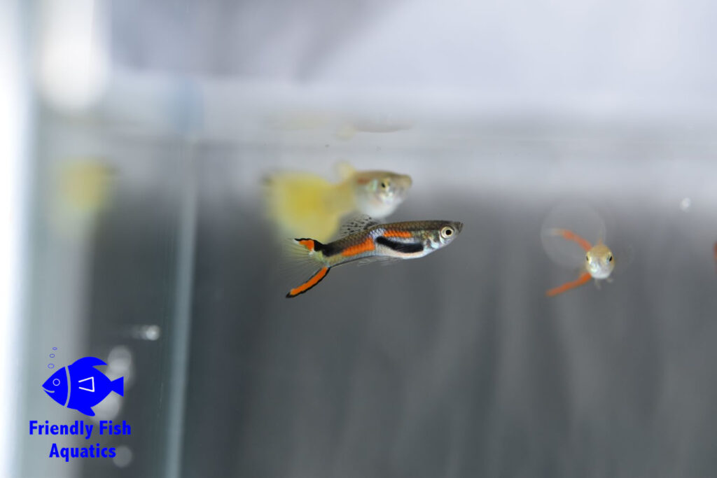 Original Endler Guppy for Sale in Harlow - Friendly Fish Aquatics