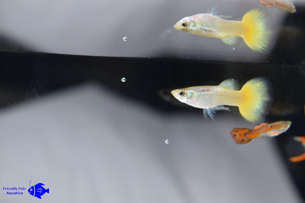 German Yellow Guppy for Sale in Harlow - Friendly Fish Aquatics