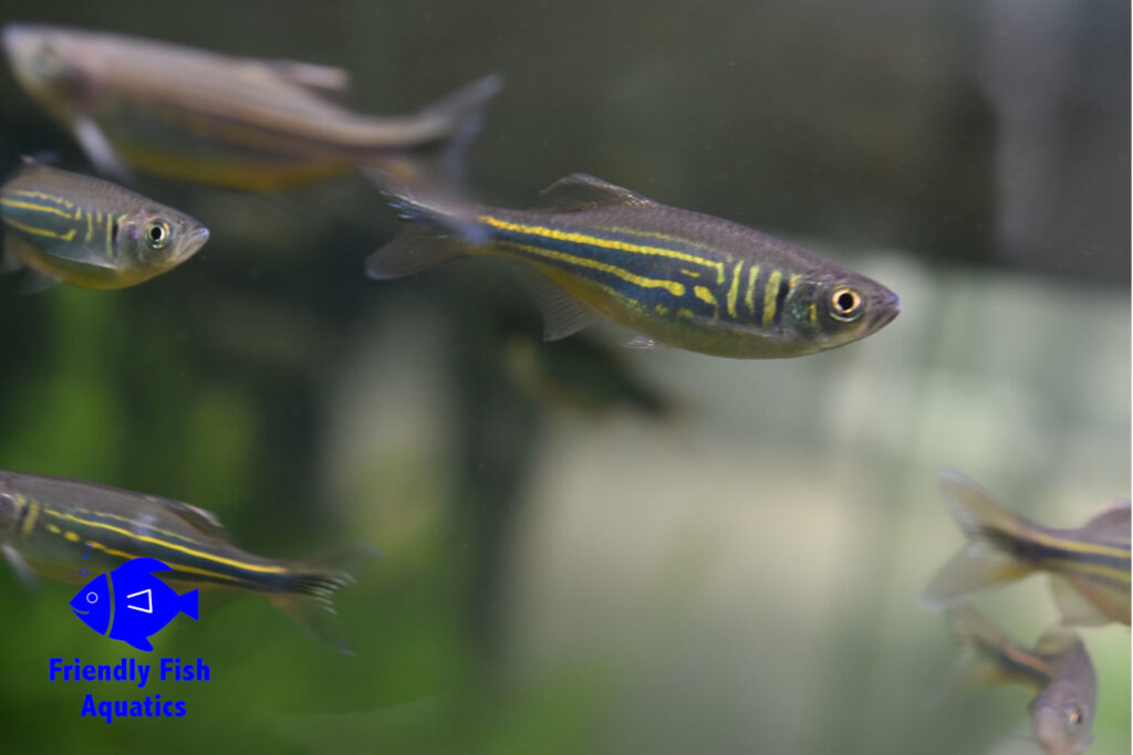 Giant Danio for Sale in Harlow - Friendly Fish Aquatics