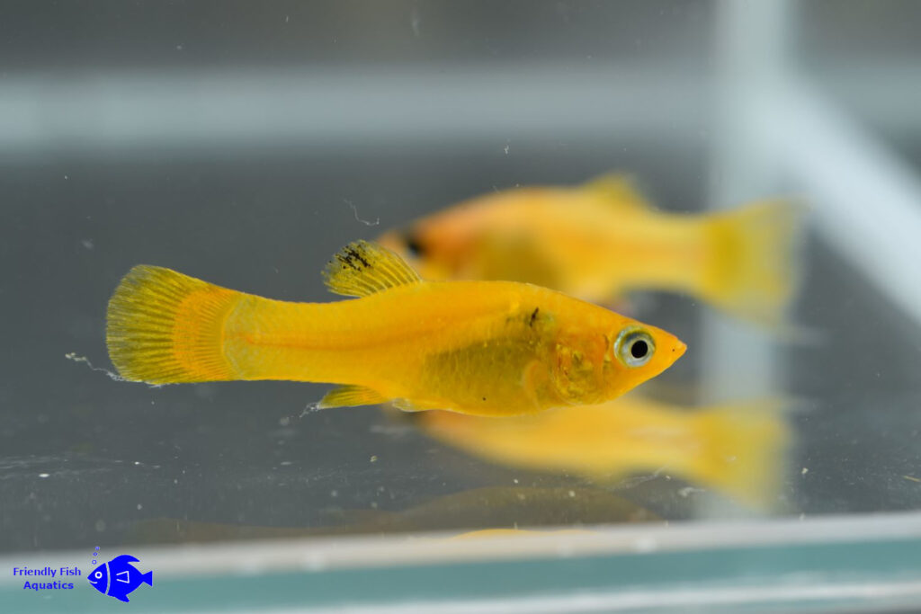 Golden Molly for Sale in Harlow - Friendly Fish Aquatics