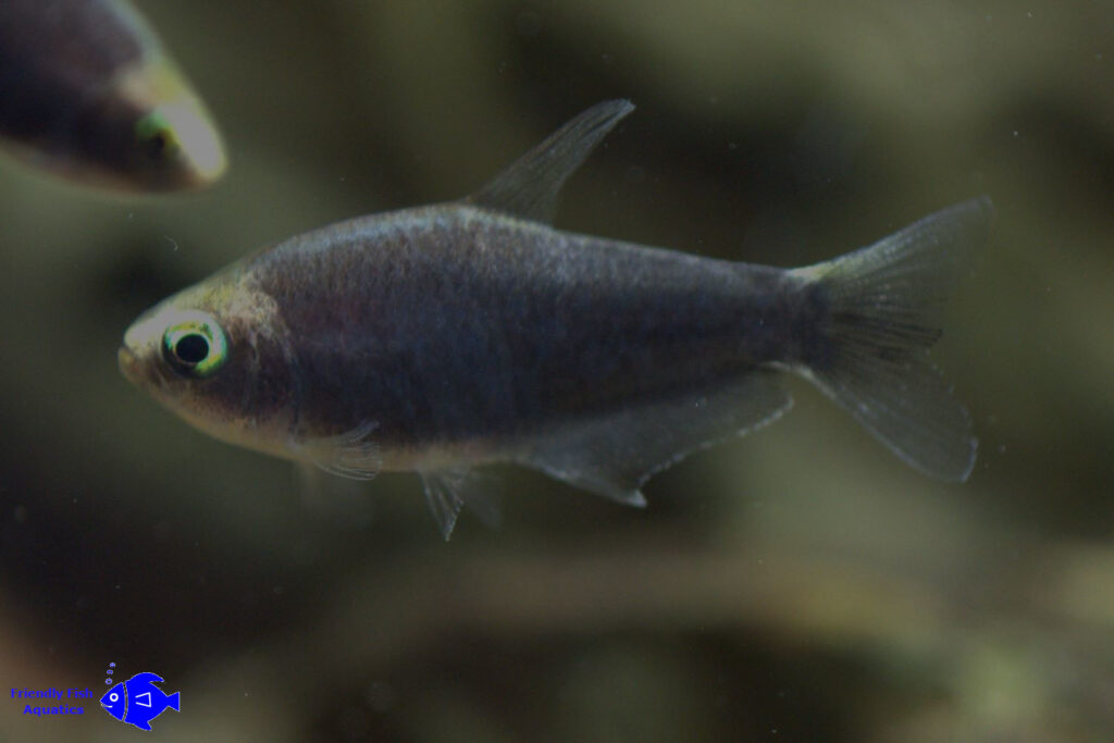 Super Blue Emperor Tetra for Sale in Harlow - Friendly Fish