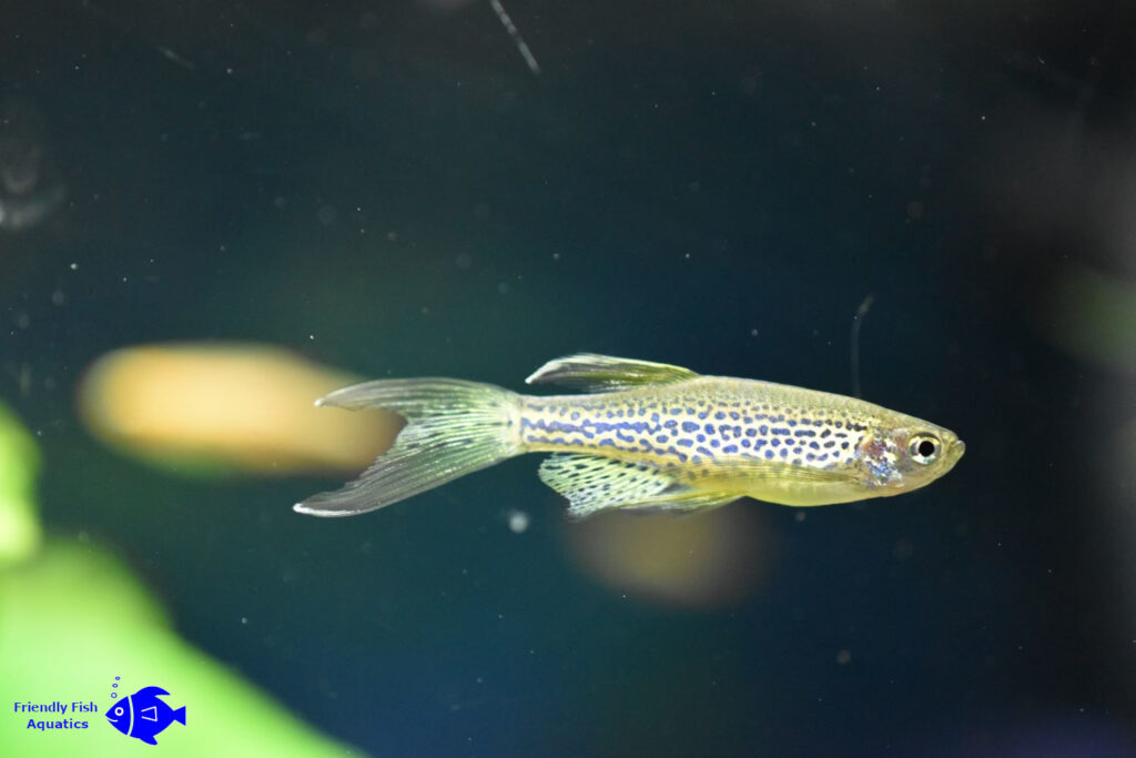 Longfinned Leopard Danio - Friendly Fish Aquatics