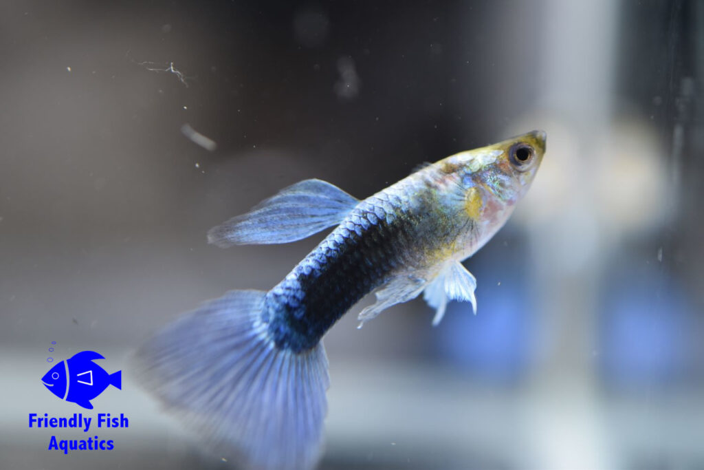 Neon Blue Guppy for Sale in Harlow - Friendly Fish Aquatics