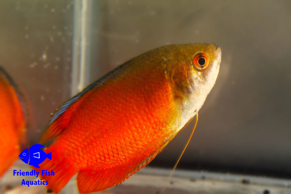 Neon Red Gourami for Sale in Harlow - Friendly Fish Aquatics