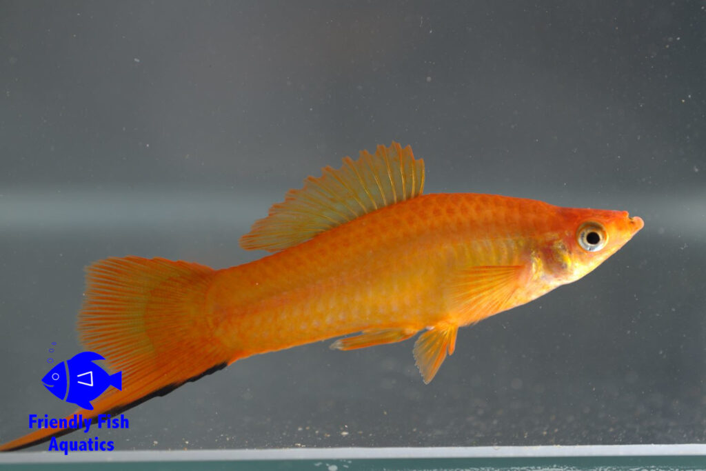 Orange Swordtail for Sale in Harlow - Friendly Fish Aquatics