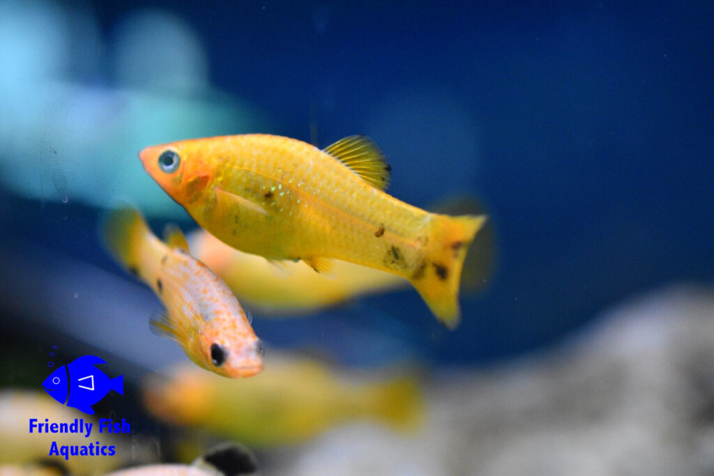 Red Leopard Molly for Sale in Harlow - Friendly Fish Aquatics