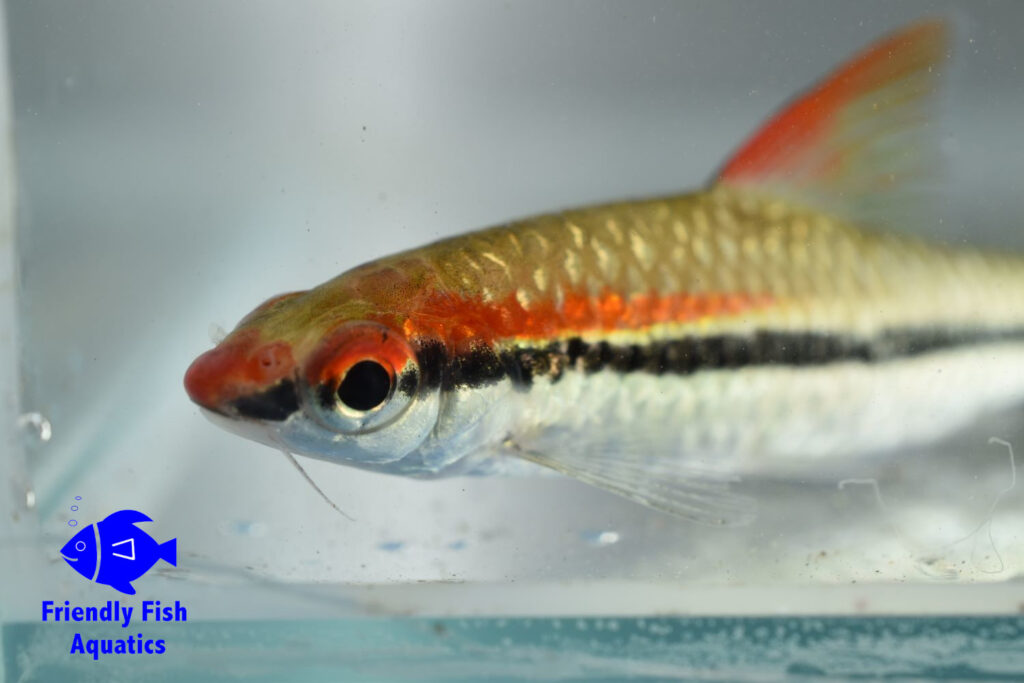Denison Barb for Sale in Harlow - Friendly Fish Aquatics